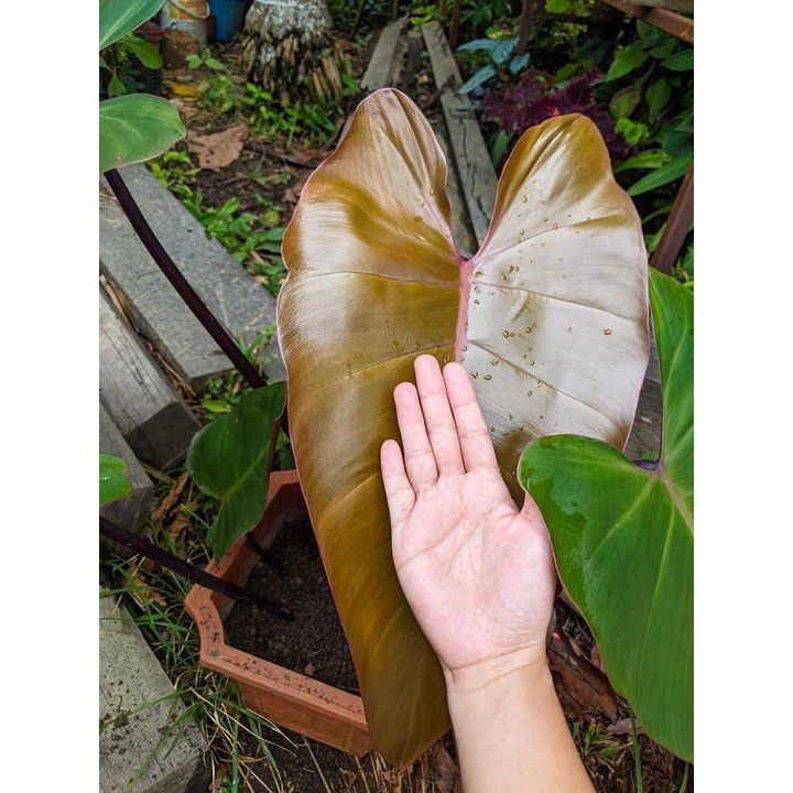 Bunga Philo/Red emerald Philodendron/RARE Borneo plant/READY STOCK ...