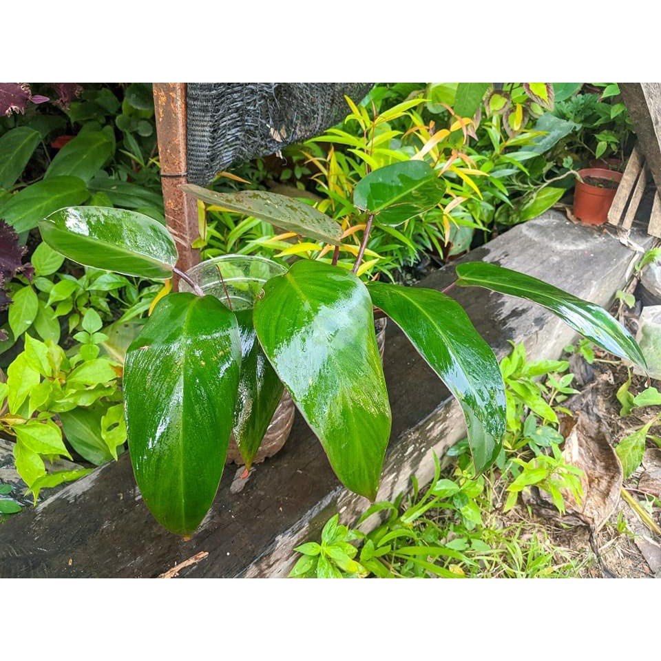 Bunga Philo/Red emerald Philodendron/RARE Borneo plant/READY STOCK ...