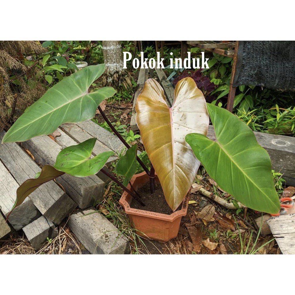 Bunga Philo/Red emerald Philodendron/RARE Borneo plant/READY STOCK ...