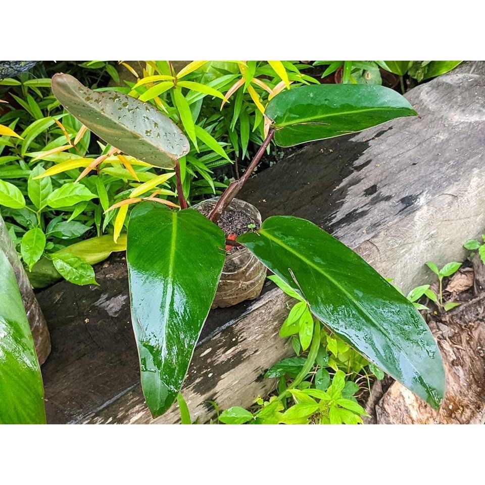 Bunga Philo/Red emerald Philodendron/RARE Borneo plant/READY STOCK ...