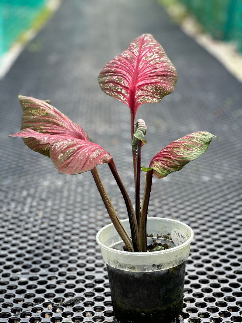 Caladium Praya Nak Ka Rak (King Serpent), Furniture & Home Living ...