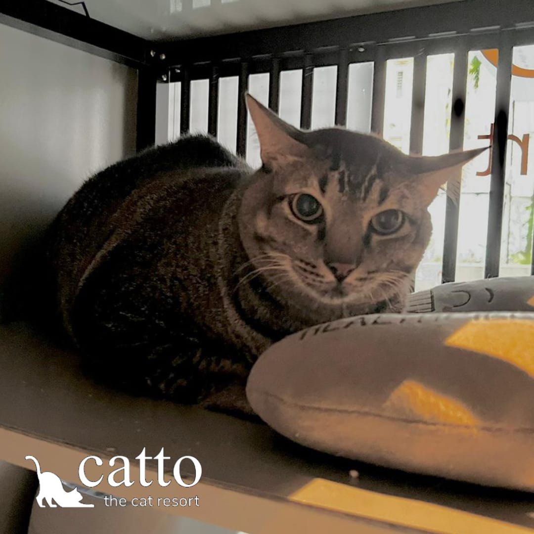 Catto Resort - Cat Boarding, Pet Supplies, Health & Grooming on Carousell
