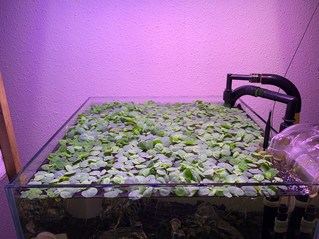 Floating plant (Red Root Floaters), Furniture & Home Living, Gardening ...