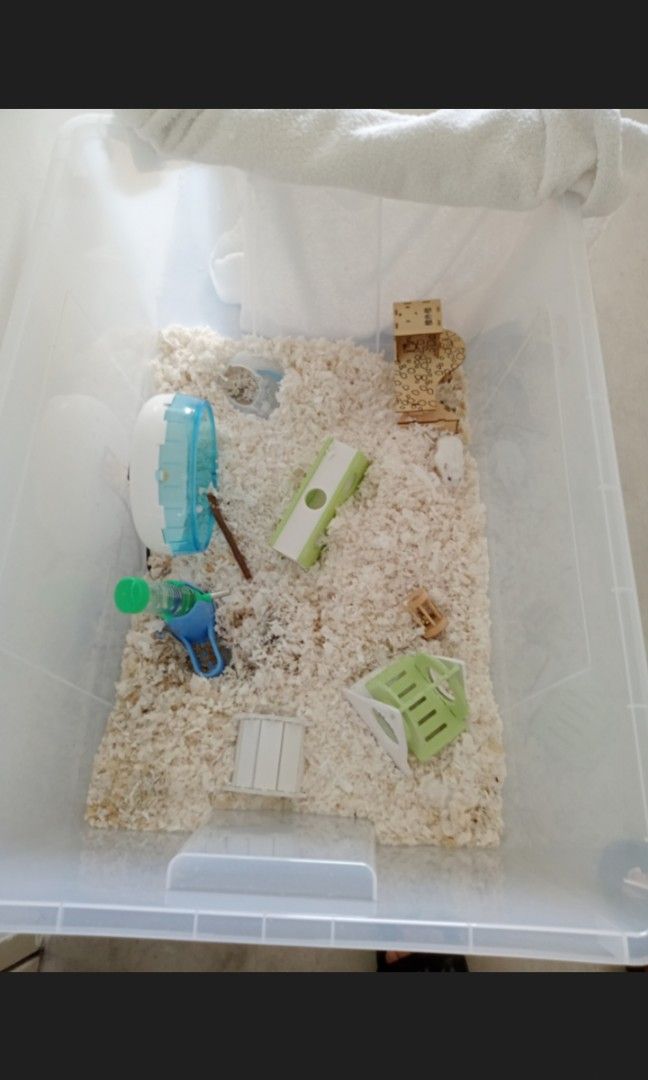 Hamster full set starter kit, Pet Supplies, Homes & Other Pet ...