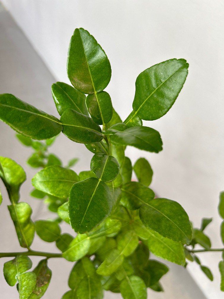 Limau Purut/Kaffir Lime 1m tall, Furniture & Home Living, Gardening ...