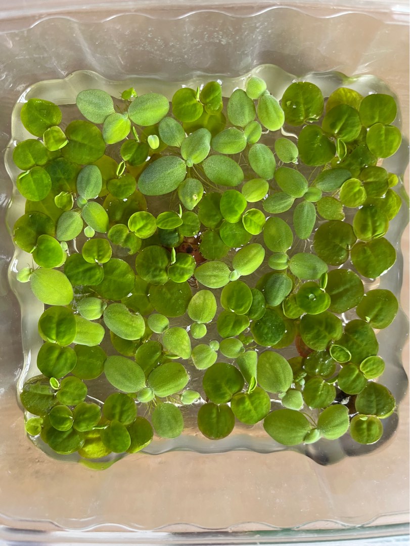 Mixture of Dwarf water lettuce & green floater floating plant for $3 ...
