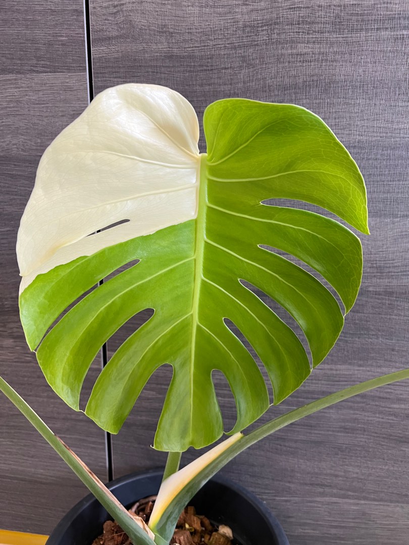 Monstera albo deliciosa variegated big form (not borsigiana) not aurea ...