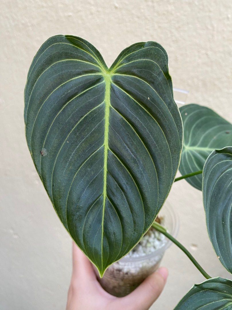 Philodendron Melanochrysum Narrow Form (rare), Furniture & Home Living ...