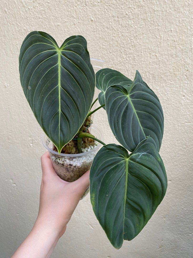 Philodendron Melanochrysum Narrow Form (rare), Furniture & Home Living ...
