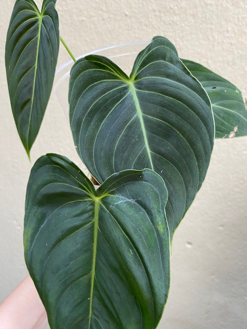 Philodendron Melanochrysum Narrow Form (rare), Furniture & Home Living ...