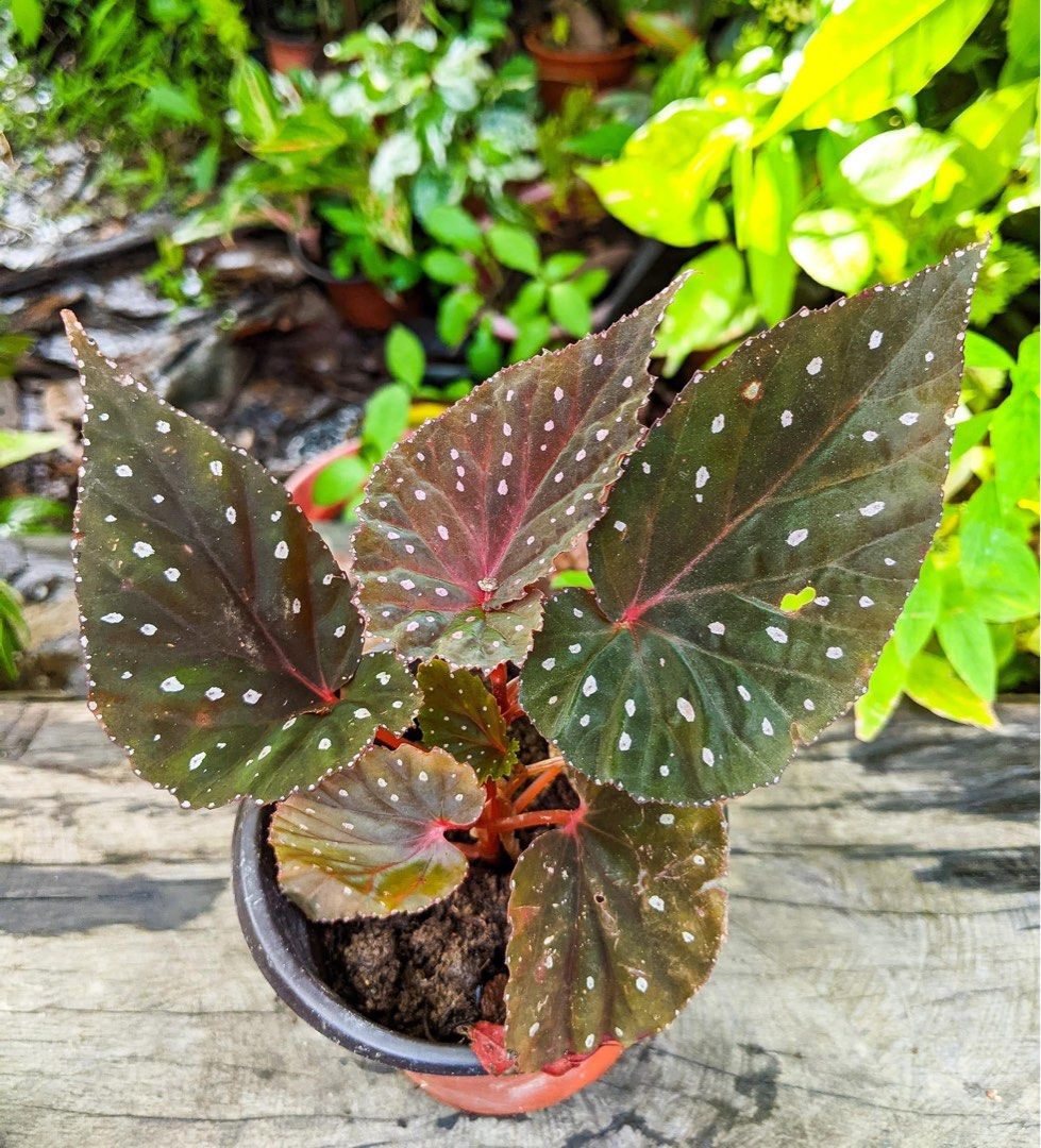 [SOLD OUT] Begonia/RARE Begonia/Maculata sp. borneo rainforest/Spotted ...