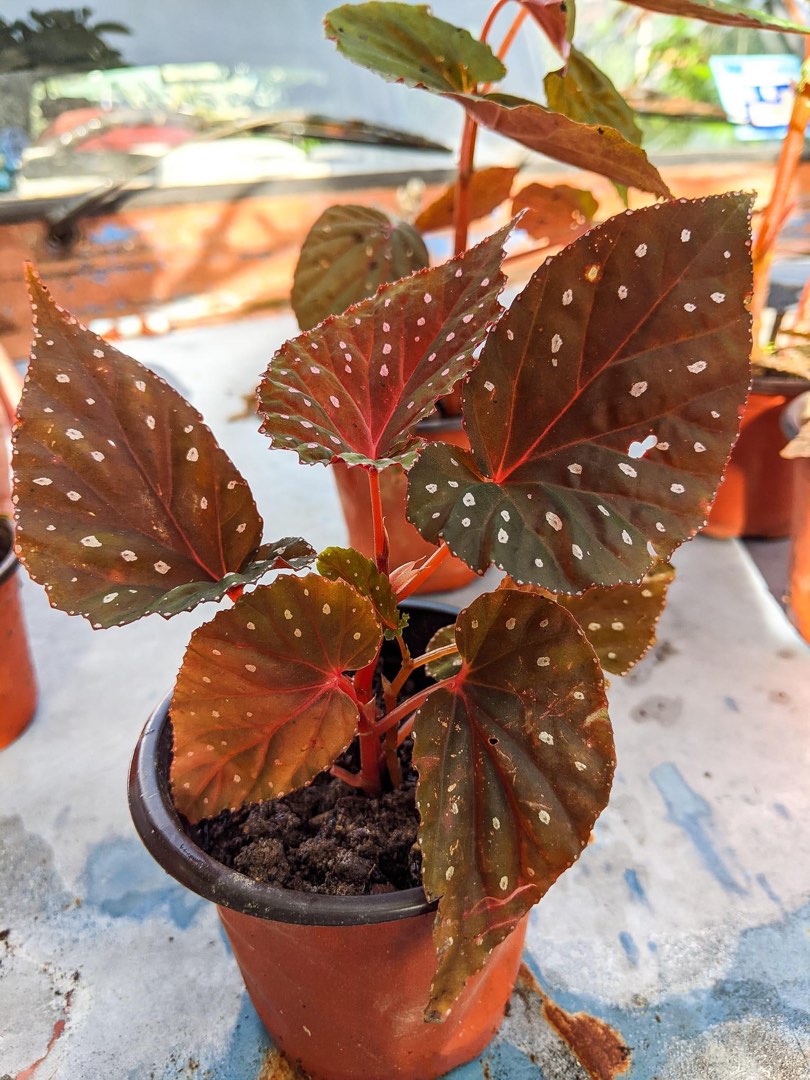 [SOLD OUT] Begonia/RARE Begonia/Maculata sp. borneo rainforest/Spotted ...