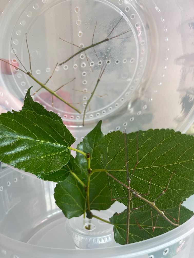 Stickies Insect DIY Enclosure, Pet Supplies, Homes & Other Pet ...