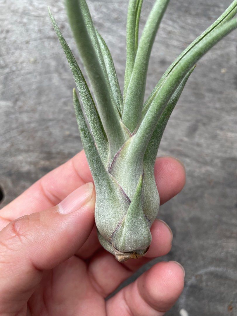 T. Bulbosa x Pueblensis, airplant tillandsia, Furniture & Home Living ...