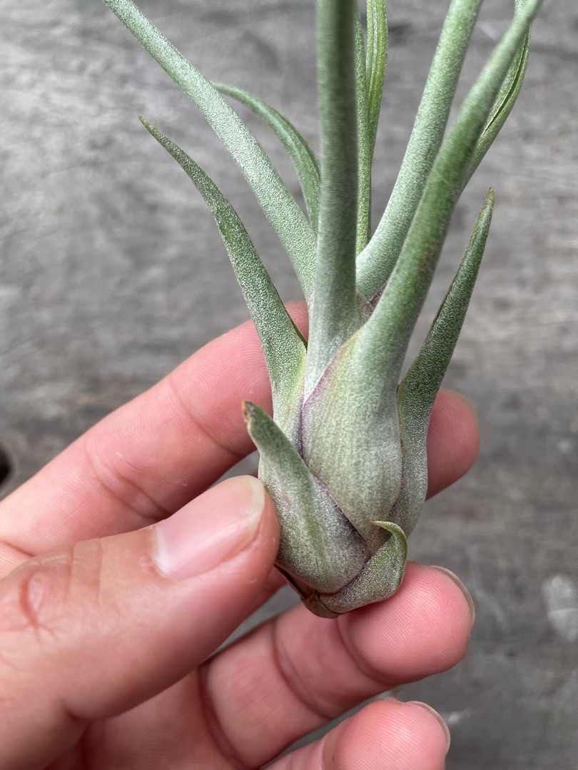T. Bulbosa x Pueblensis, airplant tillandsia, Furniture & Home Living ...