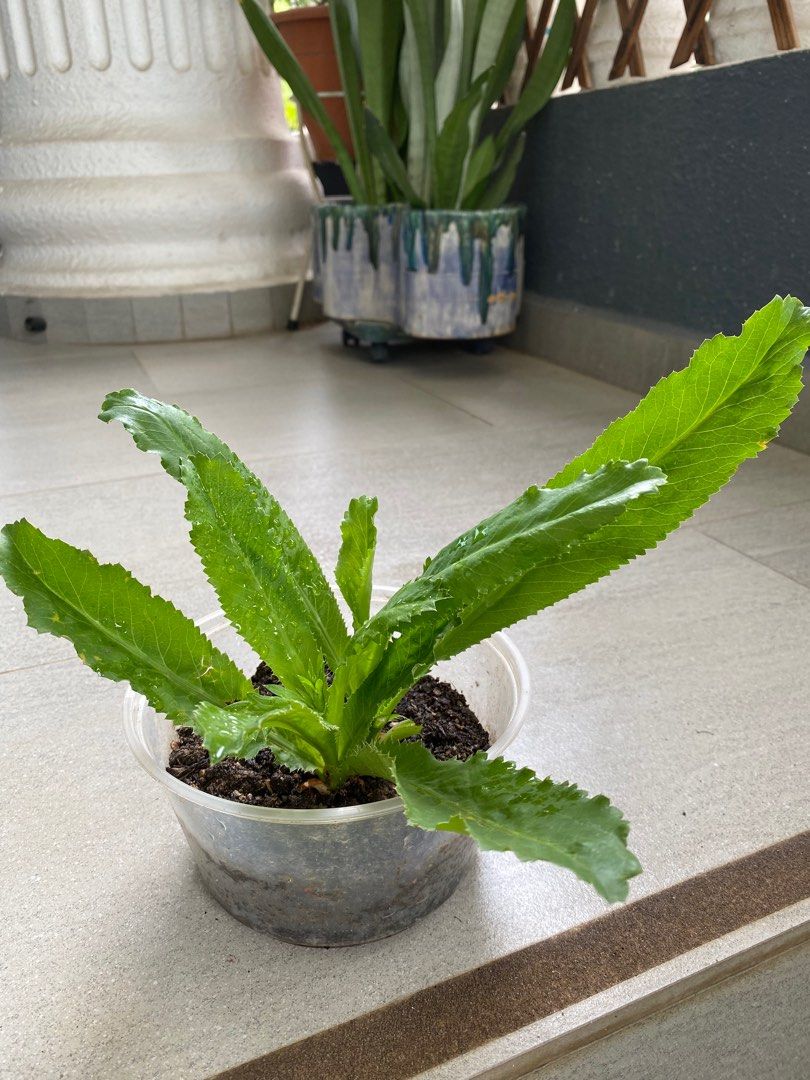 Ulam Raja / Daun Kaduk / Sawtooth Coriander, Furniture & Home Living ...