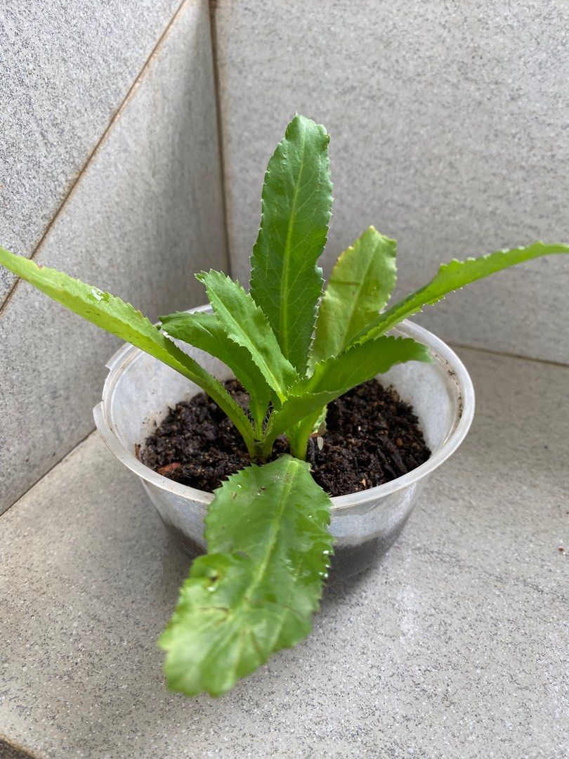 Ulam Raja / Daun Kaduk / Sawtooth Coriander, Furniture & Home Living ...