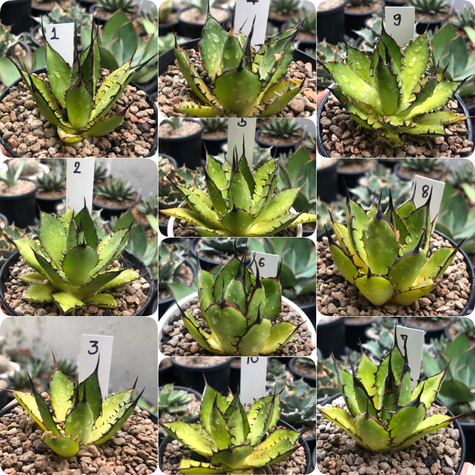 Agave Horrida compact, Furniture & Home Living, Gardening, Plants ...