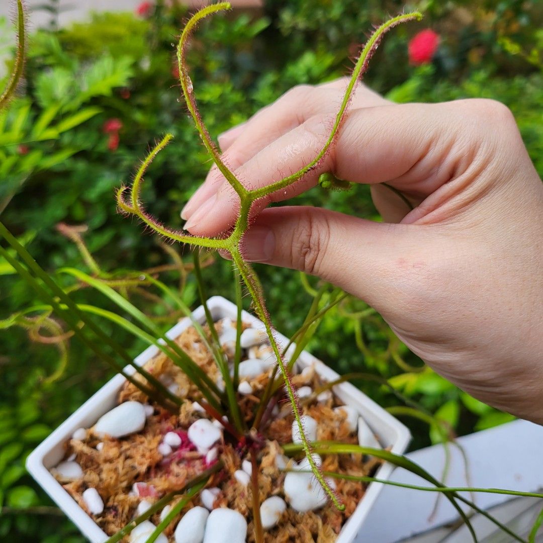 Sundew Drosera Binata var. Multifida Extrema Exotic Carnivorous Plant ...
