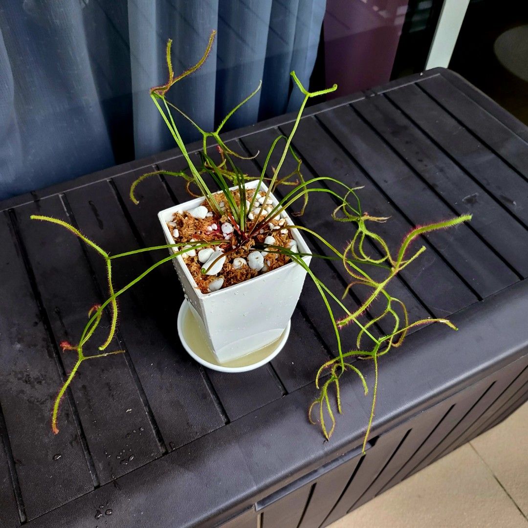 Sundew Drosera Binata var. Multifida Extrema Exotic Carnivorous Plant ...