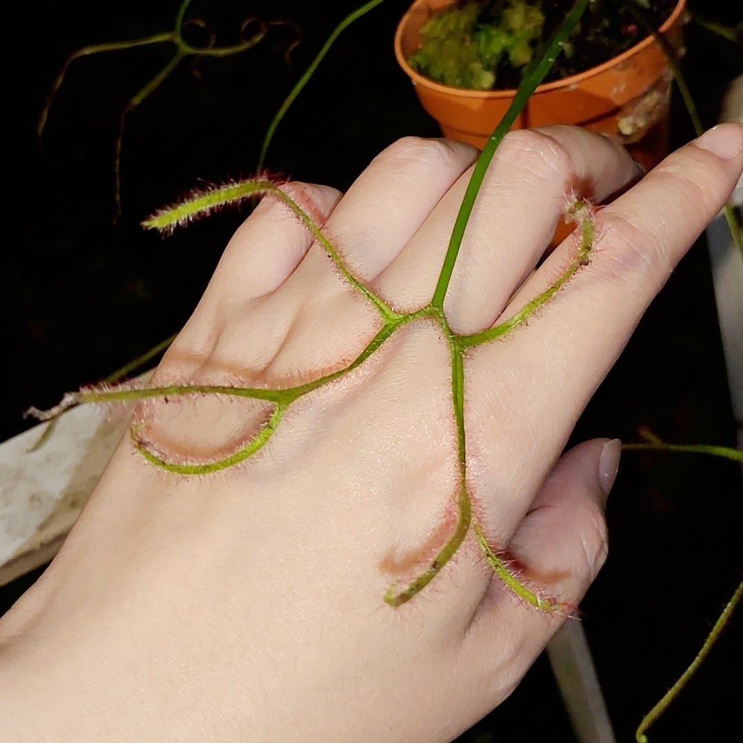 Sundew Drosera Binata var. Multifida Extrema Exotic Carnivorous Plant ...