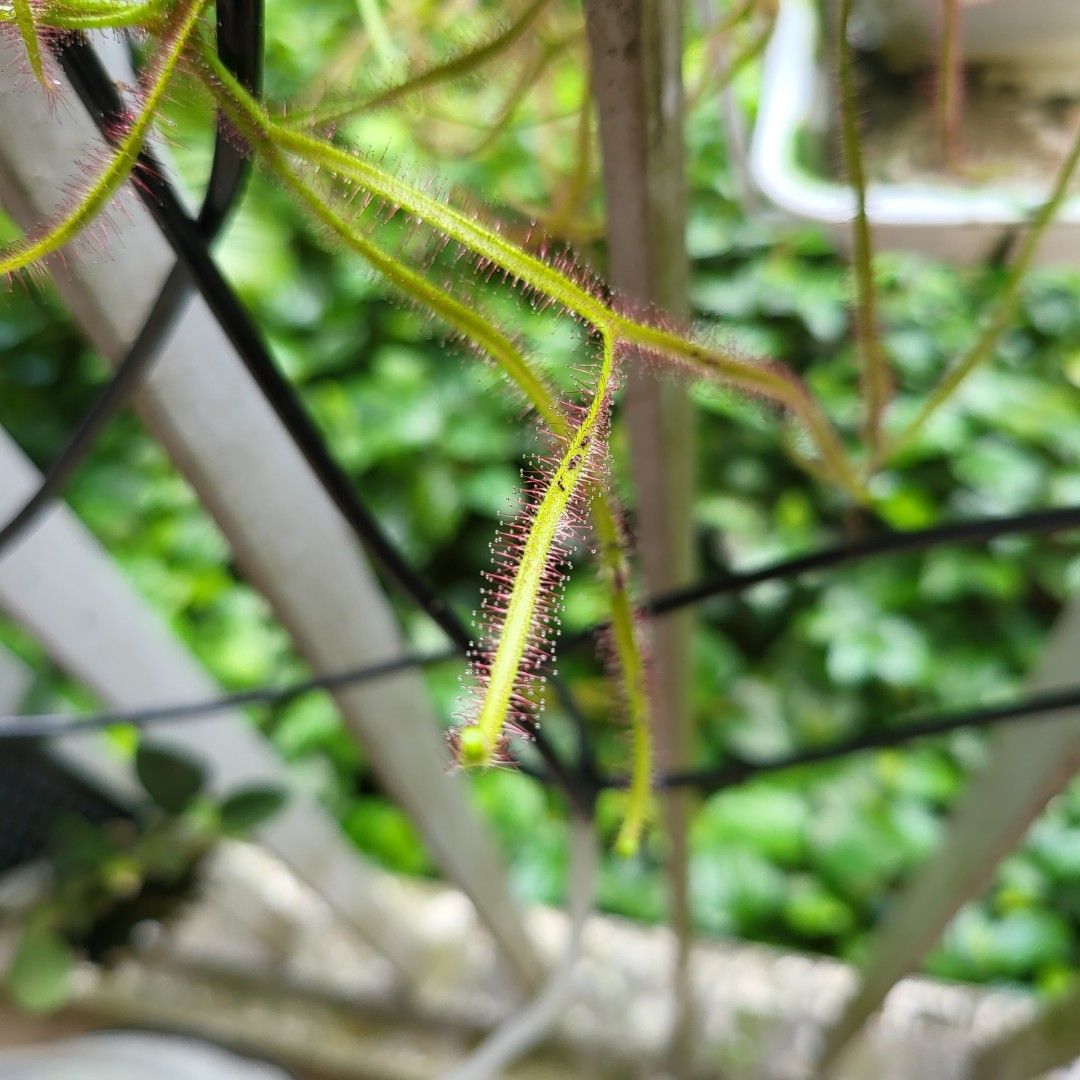 Sundew Drosera Binata var. Multifida Extrema Exotic Carnivorous Plant ...