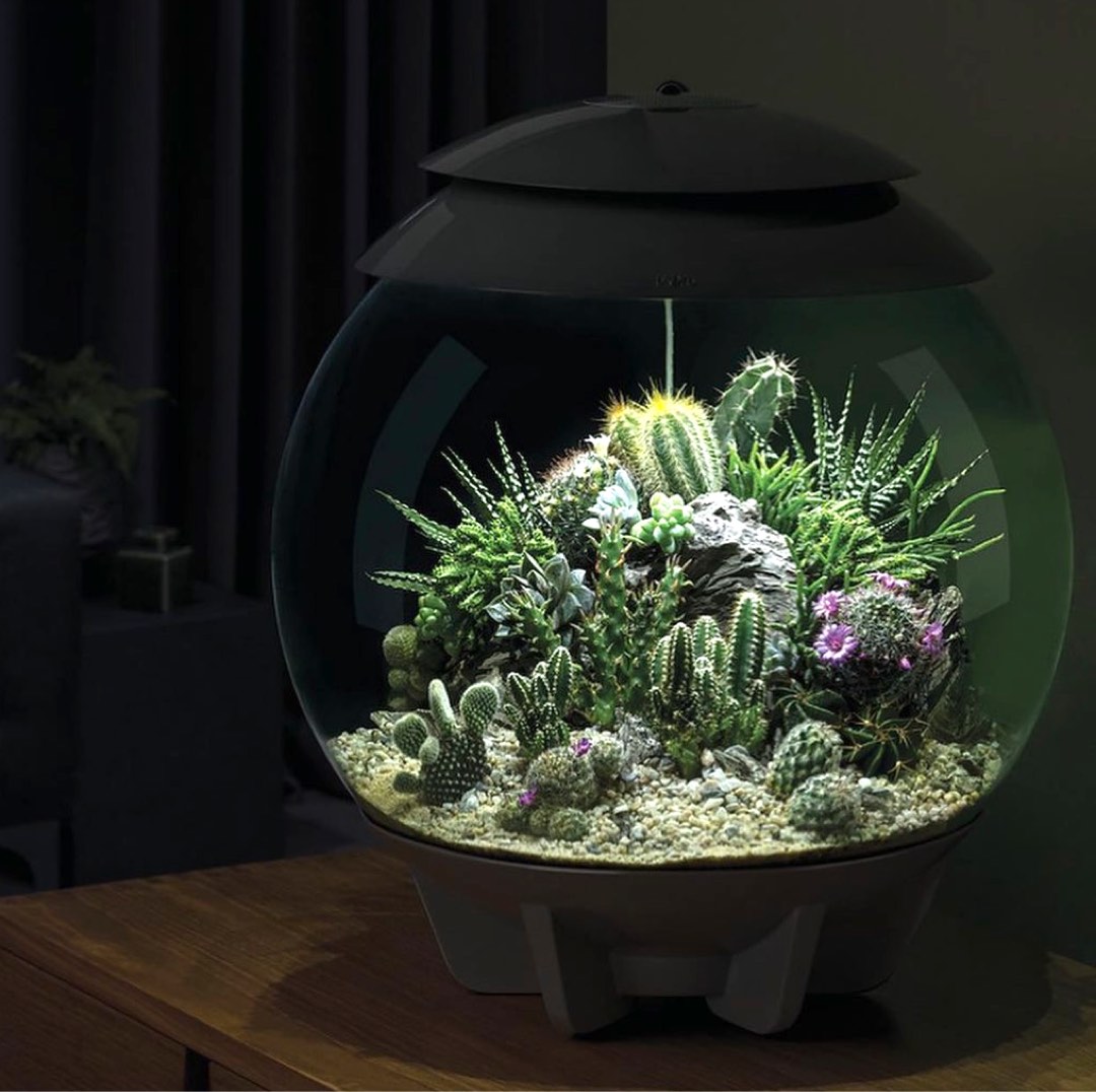 biOrb Air 60 Spherical Grey Terrarium plants aquarium corals fish ...