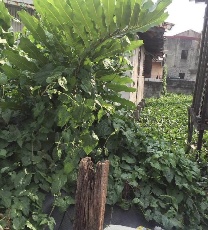 Lot for Sale-Panghulo, Obando, Bulacan, Property, For Sale, Lot on ...