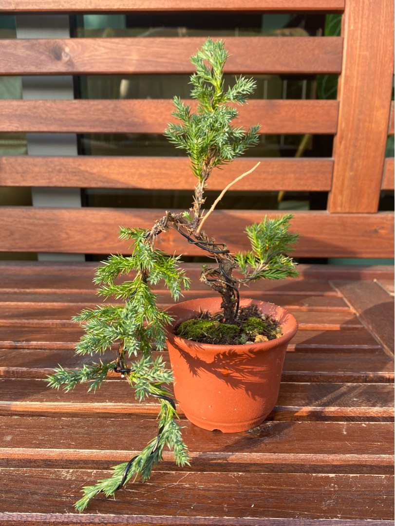 Mini jin deadwood Juniper Juniperus Chinensis Bonsai pine # 7 ...