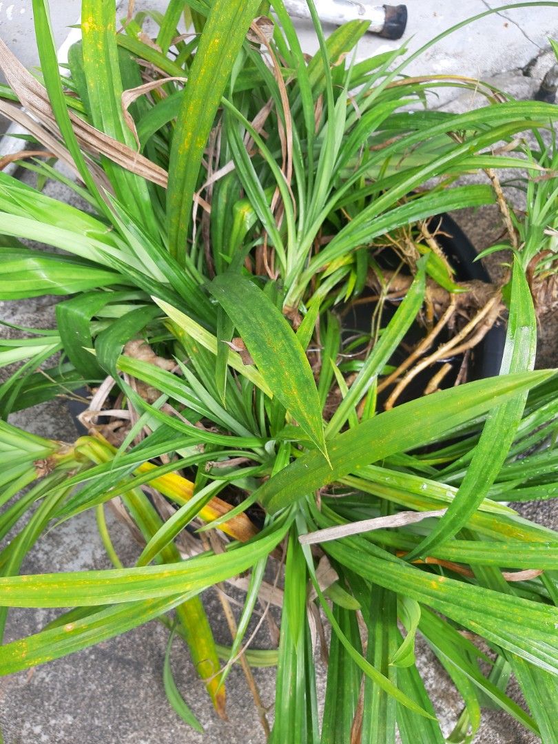 Pandan plants with roots for growing, Furniture & Home Living ...