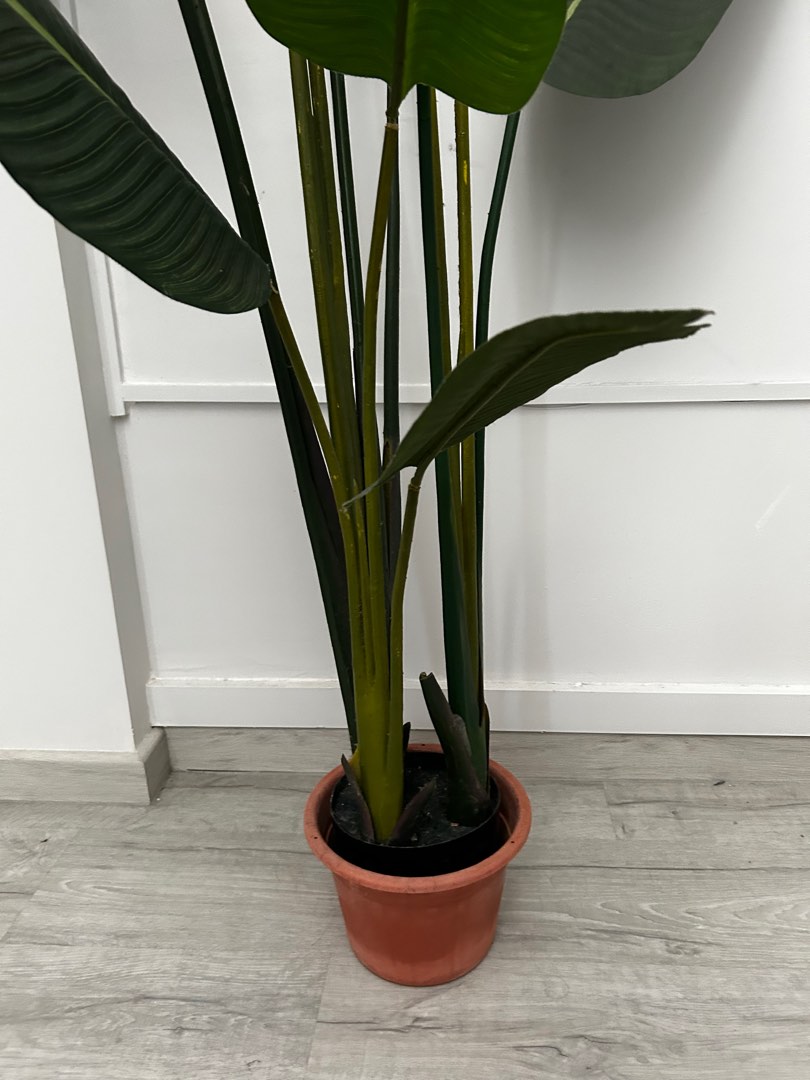 Plastic plants Banana Leaves Home Decor, Furniture & Home Living ...