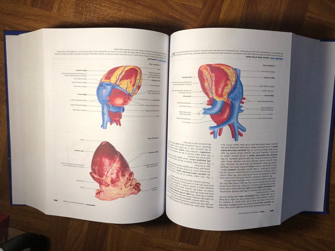 Seeley’s Anatomy and Physiology 12th Edition Book, Hobbies & Toys, Books & Magazines, Textbooks ...