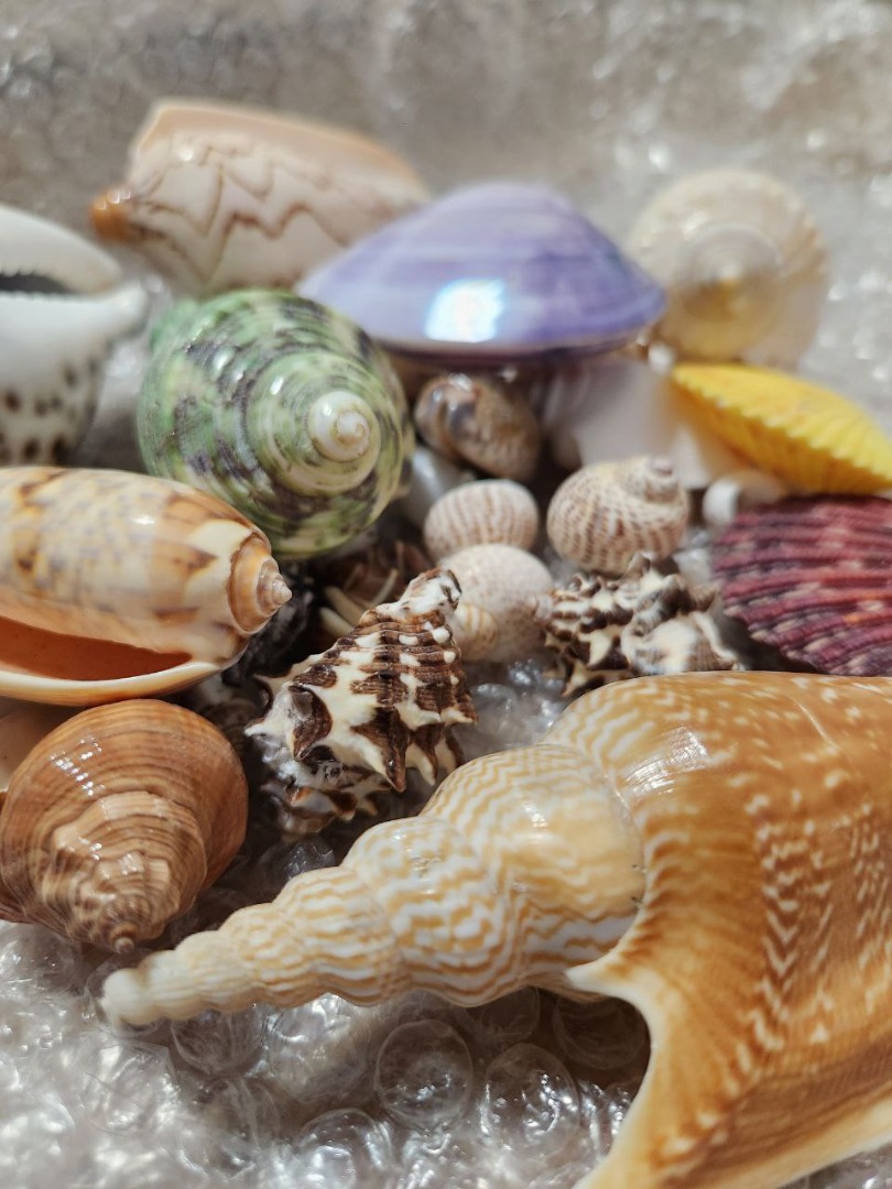 Set of Sea Shells [Small to Large], Furniture & Home Living, Home Decor ...