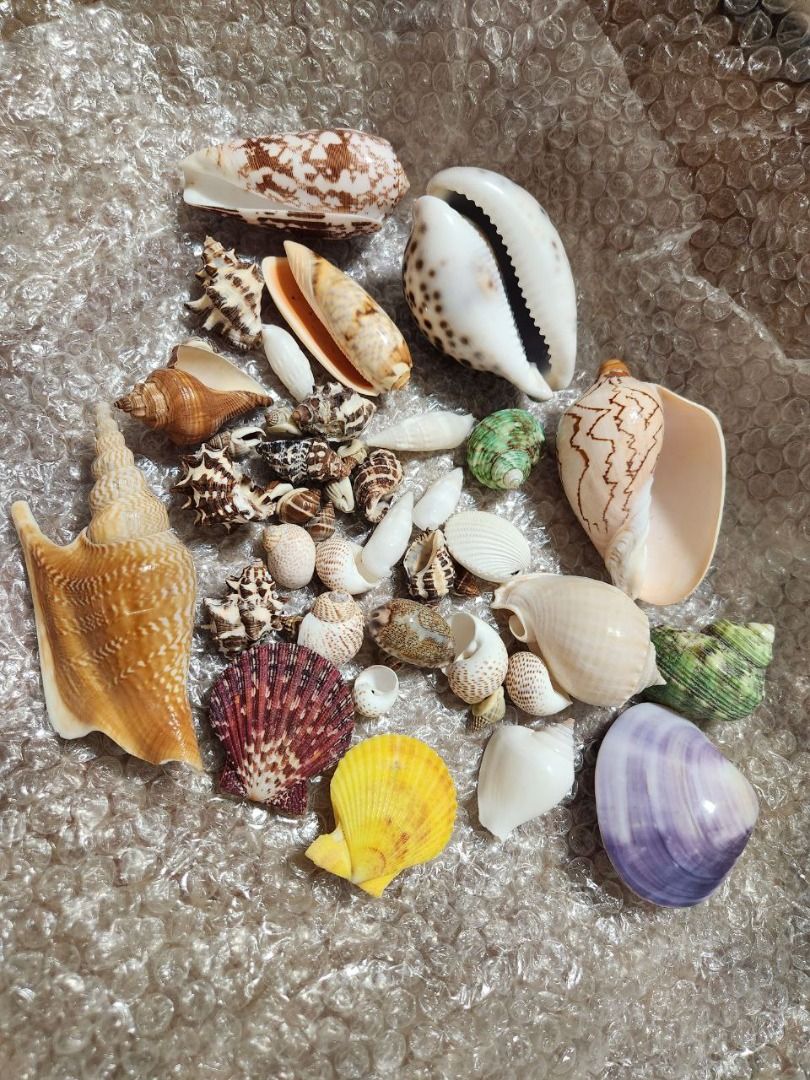 Set of Sea Shells [Small to Large], Furniture & Home Living, Home Decor ...