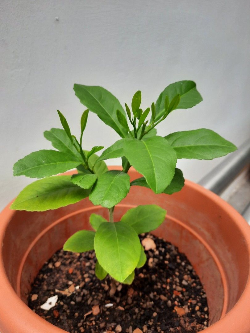 Yellow Lemon Tree Furniture And Home Living Gardening Plants And Seeds On Carousell