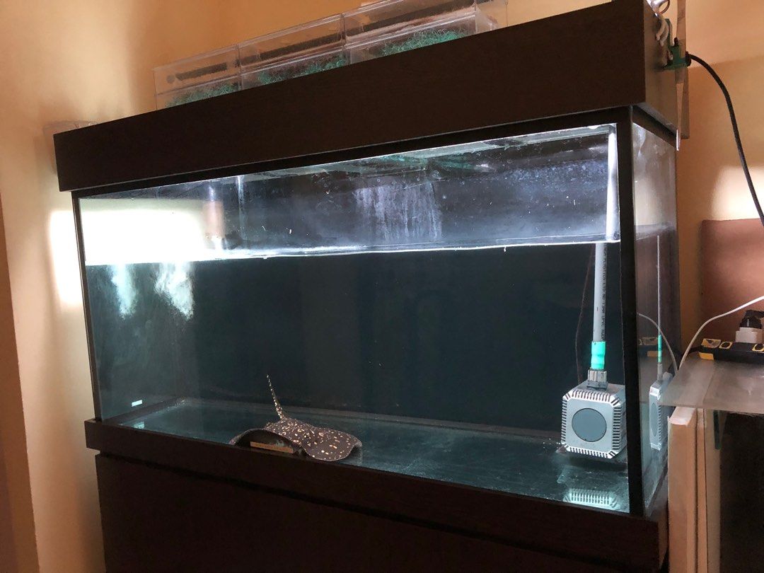 4ft fish tank x2ft H x 1.1/2ft deep, Pet Supplies, Homes & Other Pet ...