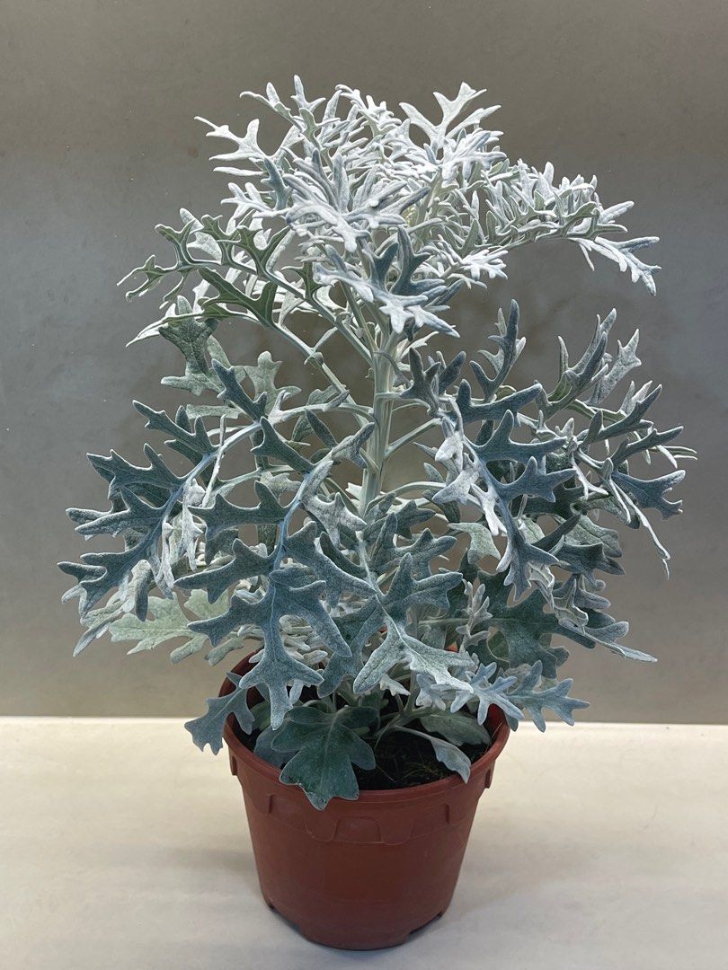 Big Senecio Cineraria Silver Dust, Furniture & Home Living, Gardening ...