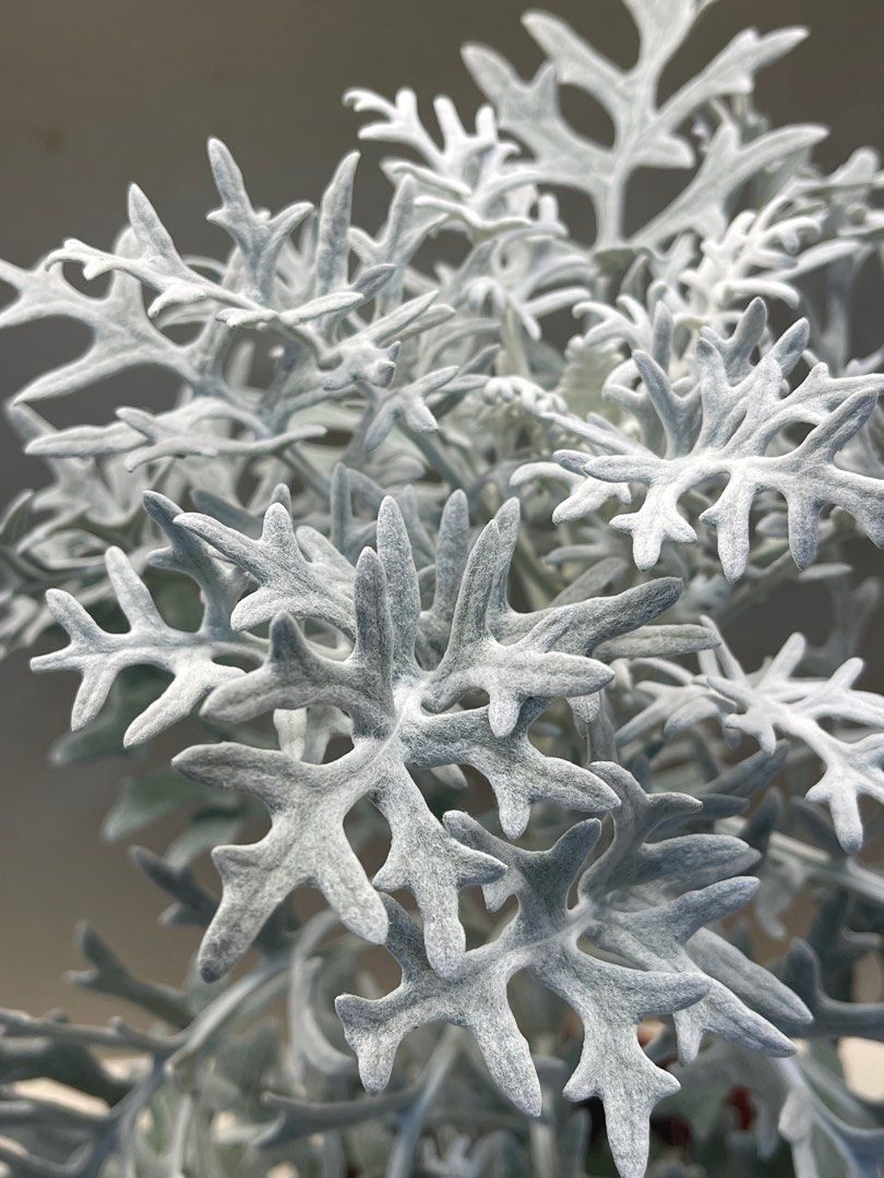 Big Senecio Cineraria Silver Dust, Furniture & Home Living, Gardening ...