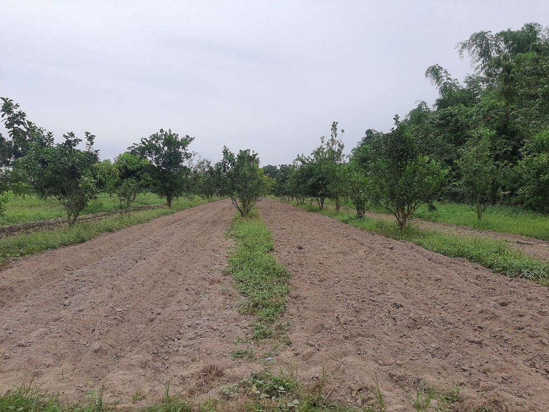 Farm lot with fruit- bearing trees, Furniture & Home Living, Cleaning ...