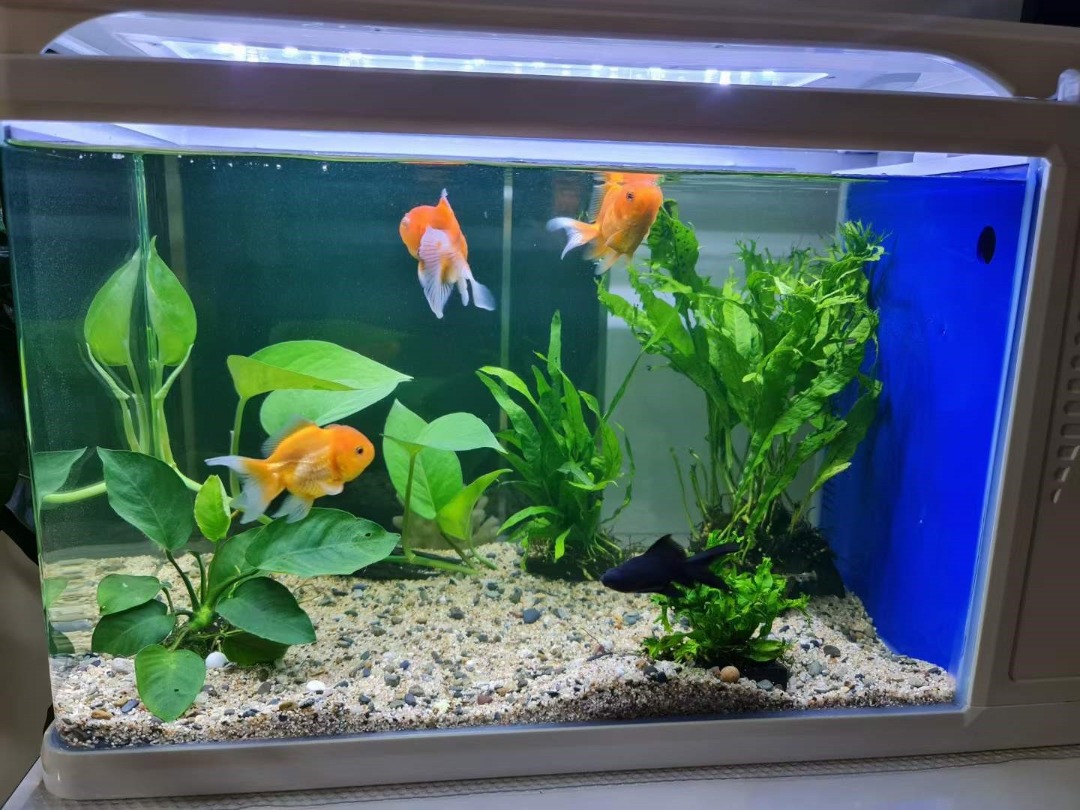 Fishing tank, Pet Supplies, Homes & Other Pet Accessories on Carousell