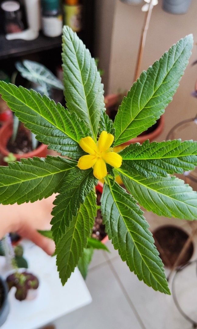 Flowering Damiana plant, Turnera Diffusa, aphrodisiac. In organic soil ...