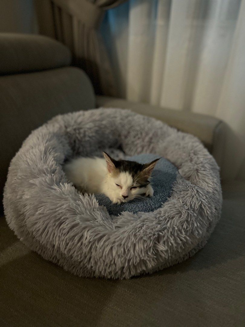 Fluffy Cat Bed, Pet Supplies, Homes & Other Pet Accessories on Carousell
