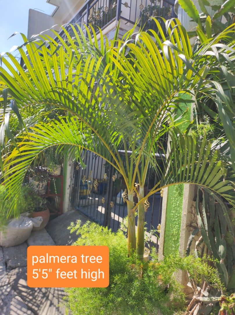 Palmera Tree, Furniture & Home Living, Gardening, Plants & Seeds on ...