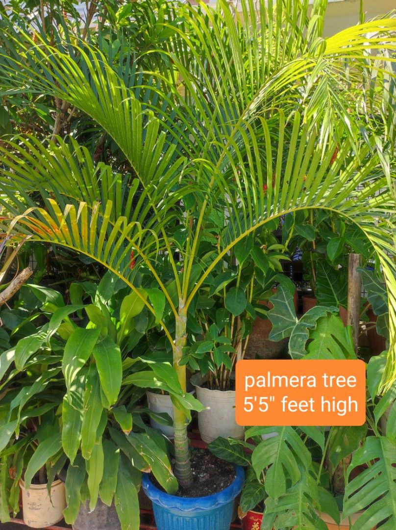 Palmera Tree, Furniture & Home Living, Gardening, Plants & Seeds on ...