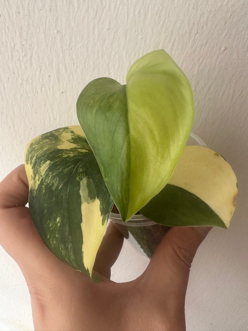 Scindapsus Jade Satin Variegated, Furniture & Home Living, Gardening ...