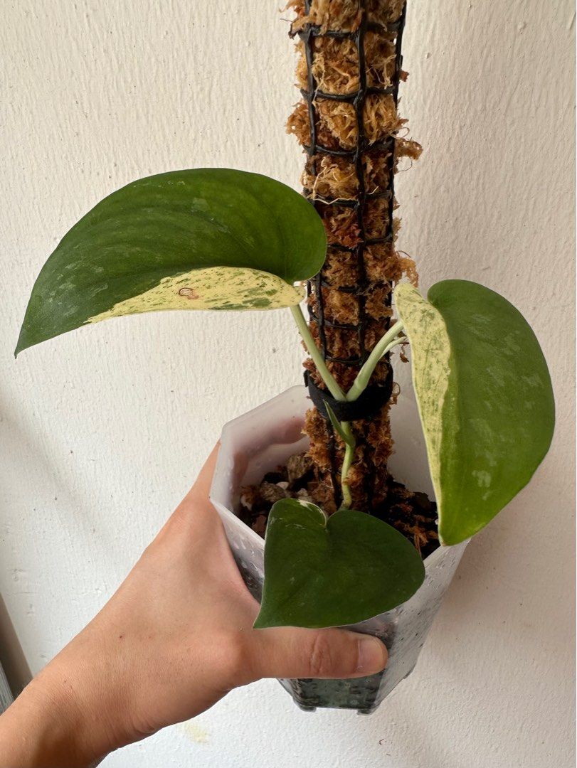 Scindapsus Pictus Mangurai, Furniture & Home Living, Gardening, Plants ...