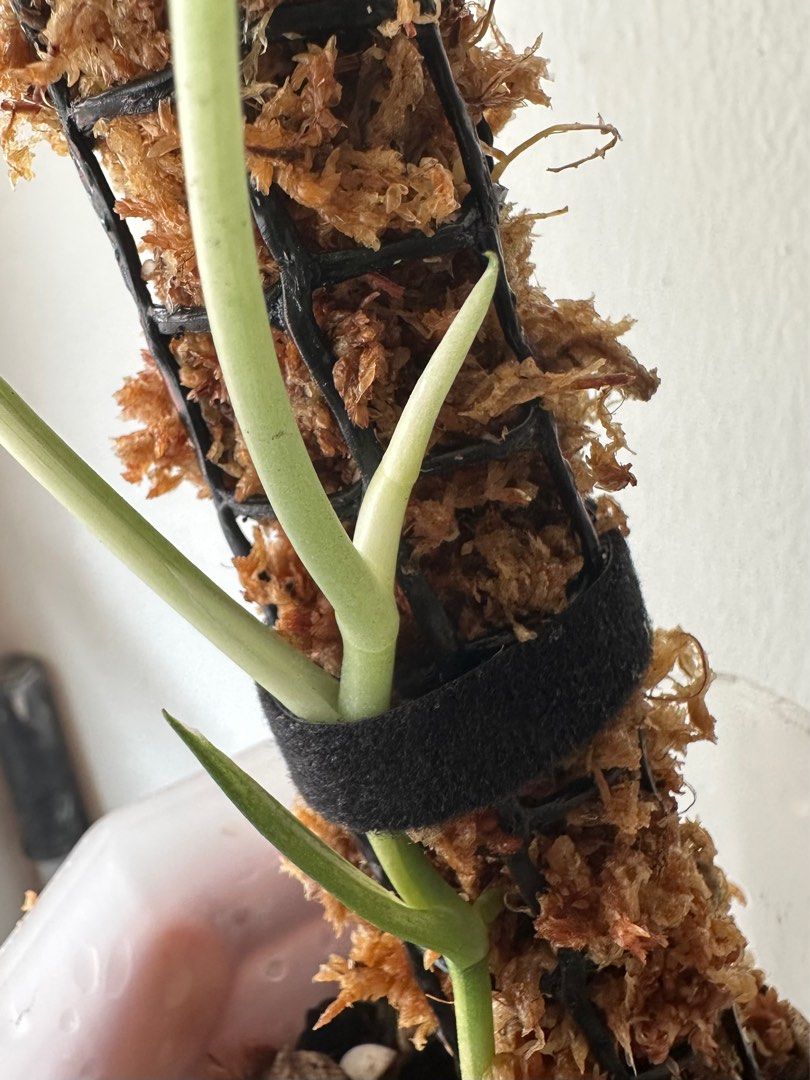 Scindapsus Pictus Mangurai, Furniture & Home Living, Gardening, Plants ...
