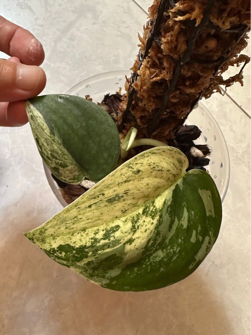 Scindapsus Pictus Mangurai, Furniture & Home Living, Gardening, Plants ...