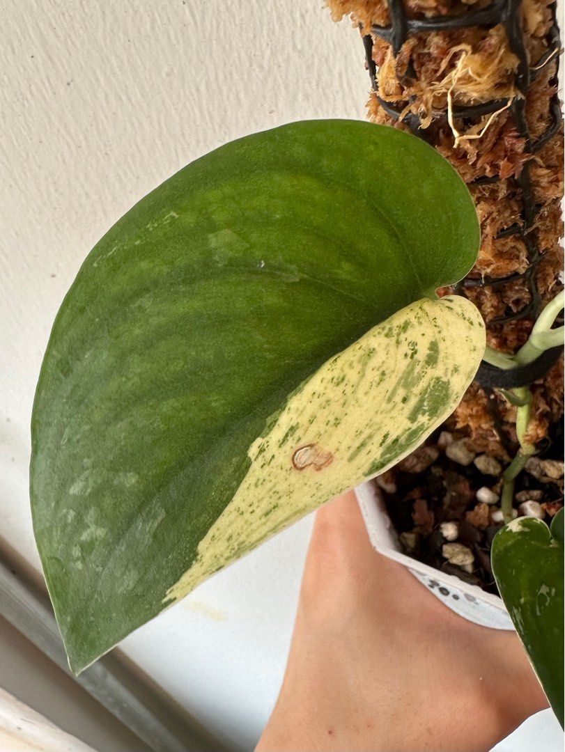 Scindapsus Pictus Mangurai, Furniture & Home Living, Gardening, Plants ...