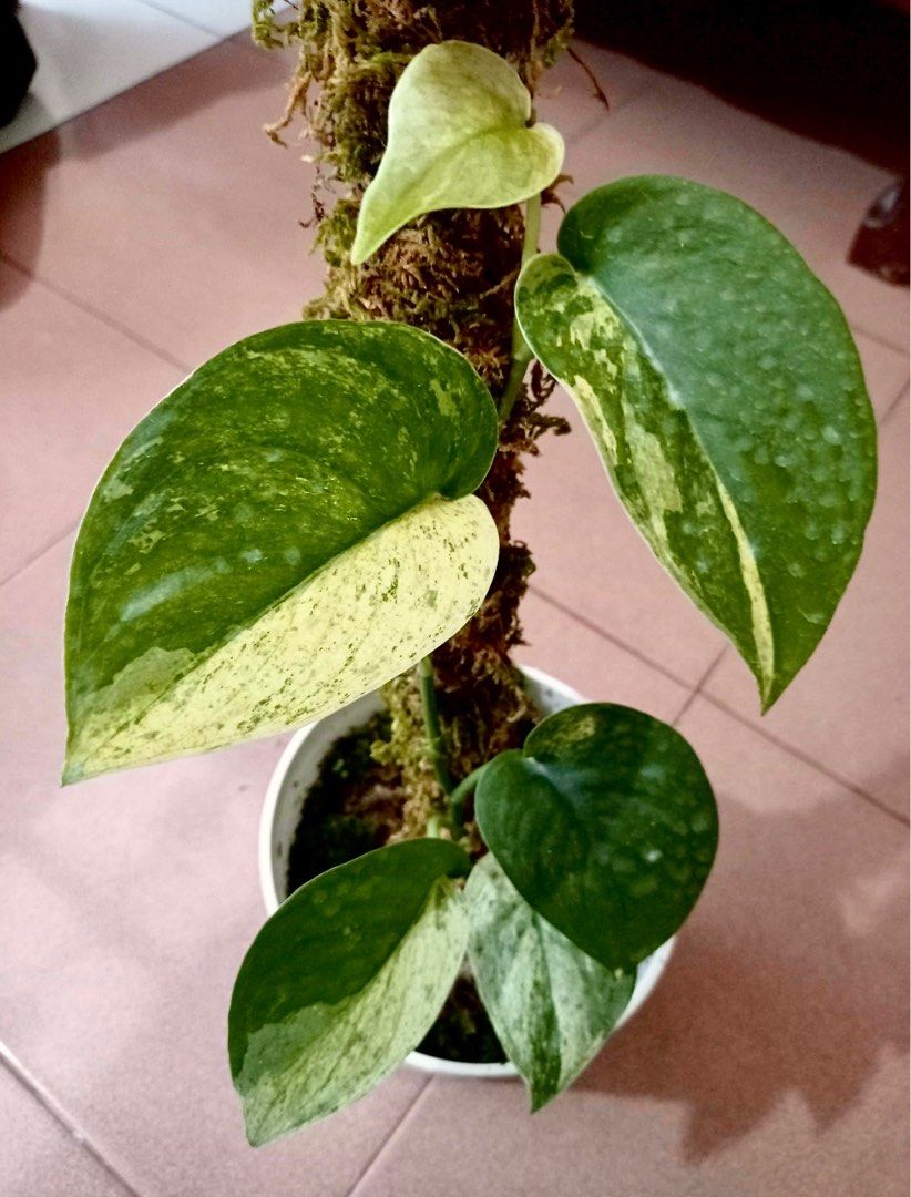 Scindapsus Pictus Mangurai, Furniture & Home Living, Gardening, Plants ...